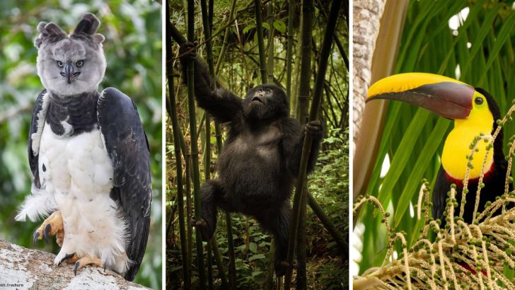 13 Wild Animals That Thrive in Rainforests - Animeld