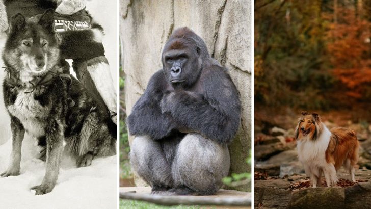 14 Animal Heroes Who Saved Human Lives - Animeld
