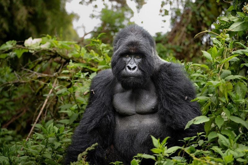 14 Animal Heroes Who Saved Human Lives - Animeld