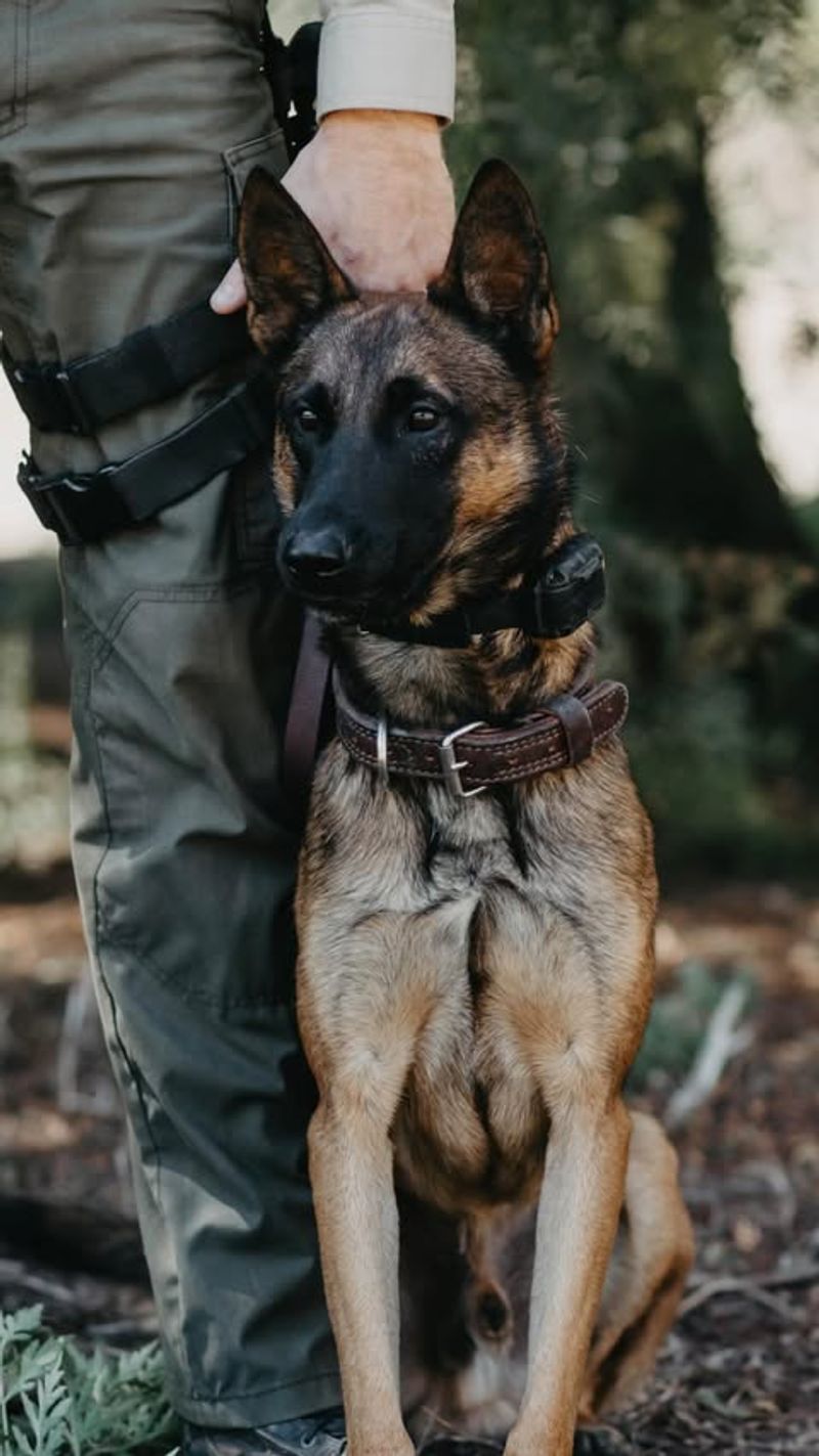 14 Animal Heroes Who Saved Human Lives - Animeld