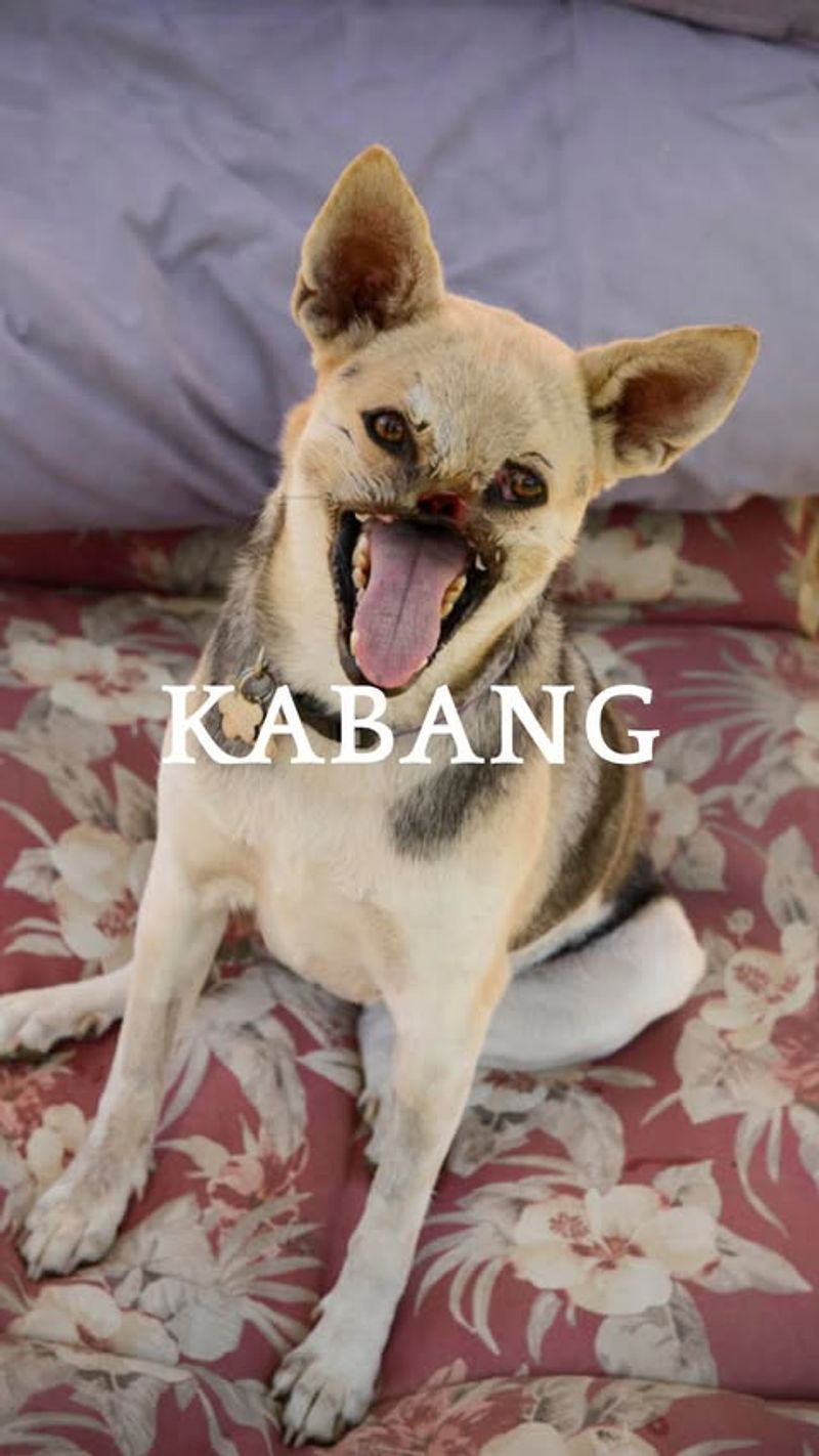 14 Animal Heroes Who Saved Human Lives - Animeld