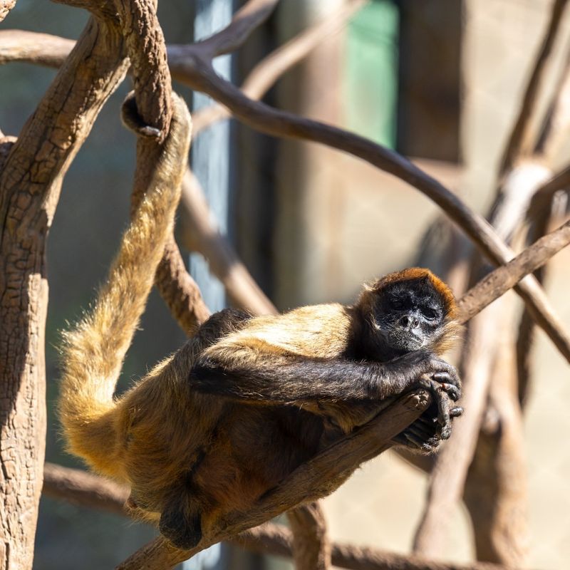 15 Animals With the Most Unique Tails - Animeld