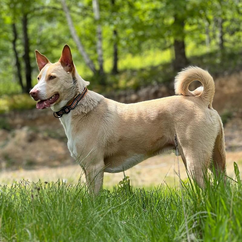 12 Unusual Dog Breeds You’ve Probably Never Heard Of - Animeld